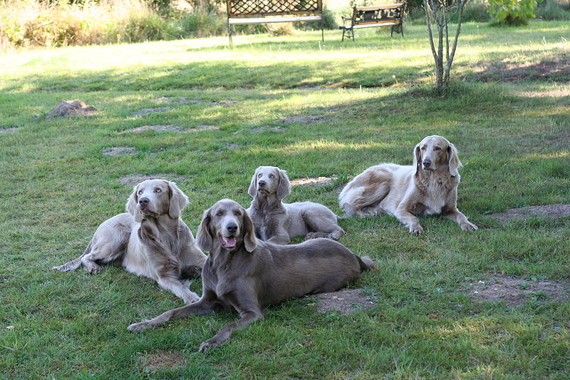 Braque de Weimar | Maganimaux