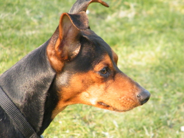 Pinscher nain | Maganimaux