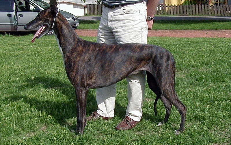 Lévrier greyhound ou Lévrier anglais | Maganimaux